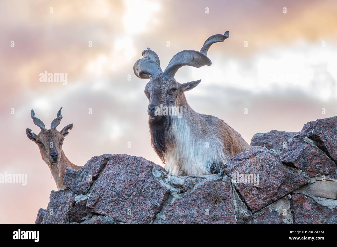 Markhor male and female on the rock. Latin name - Capra falconeri. Wild ...