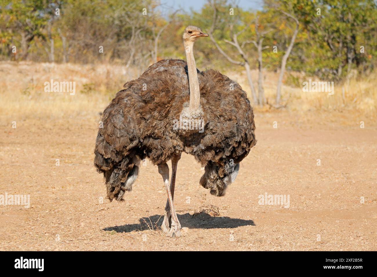 A female ostrich (Struthio camelus) in natural habitat, South Africa ...