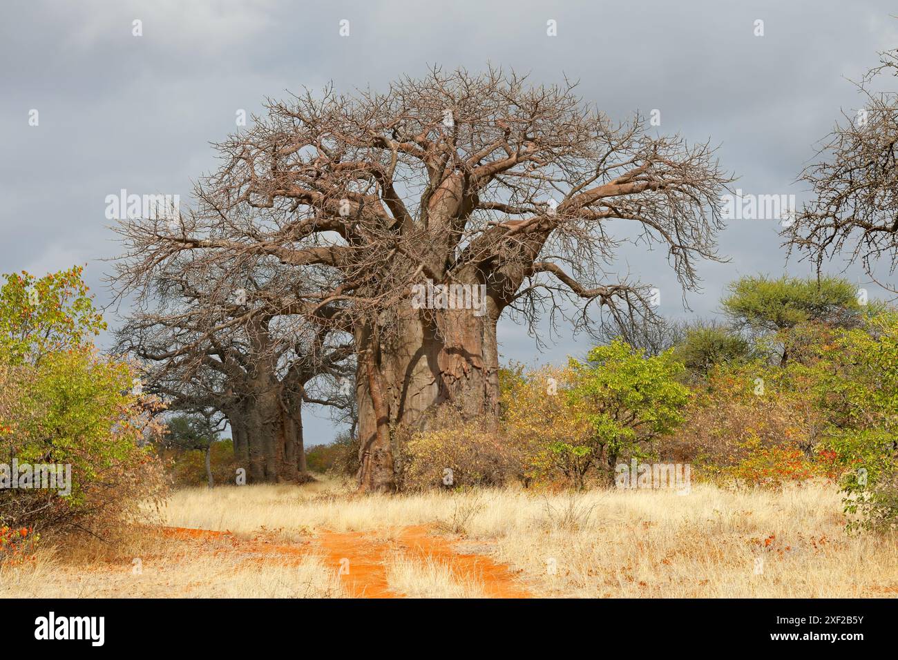 Large baobab trees in mopane savanna during the dry season, Limpopo ...