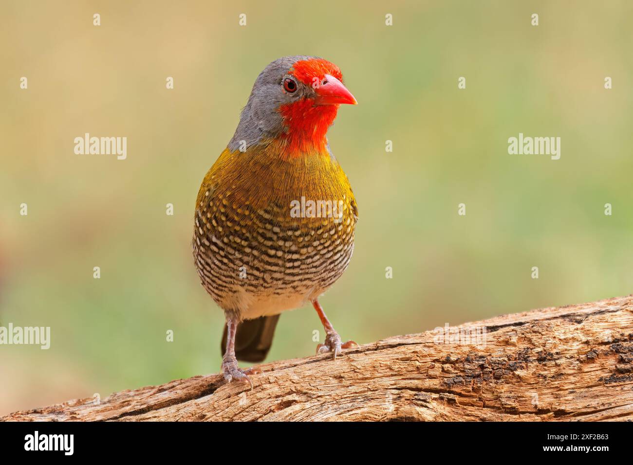 A colorful male green-winged pytilia (Pytilia melba) perched on a ...