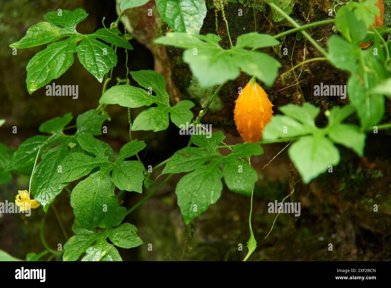 Cerassee hi-res stock photography and images - Alamy