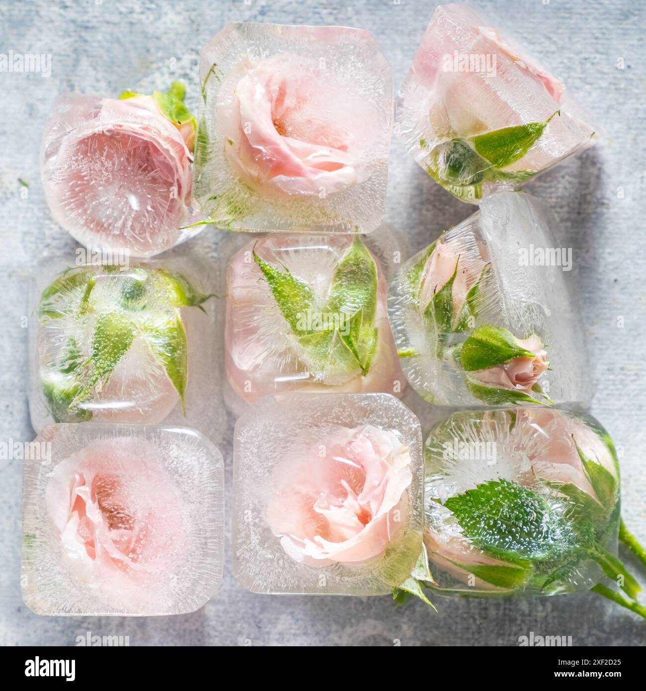 Beautiful pink roses encased in clear ice cubes, creating a striking ...