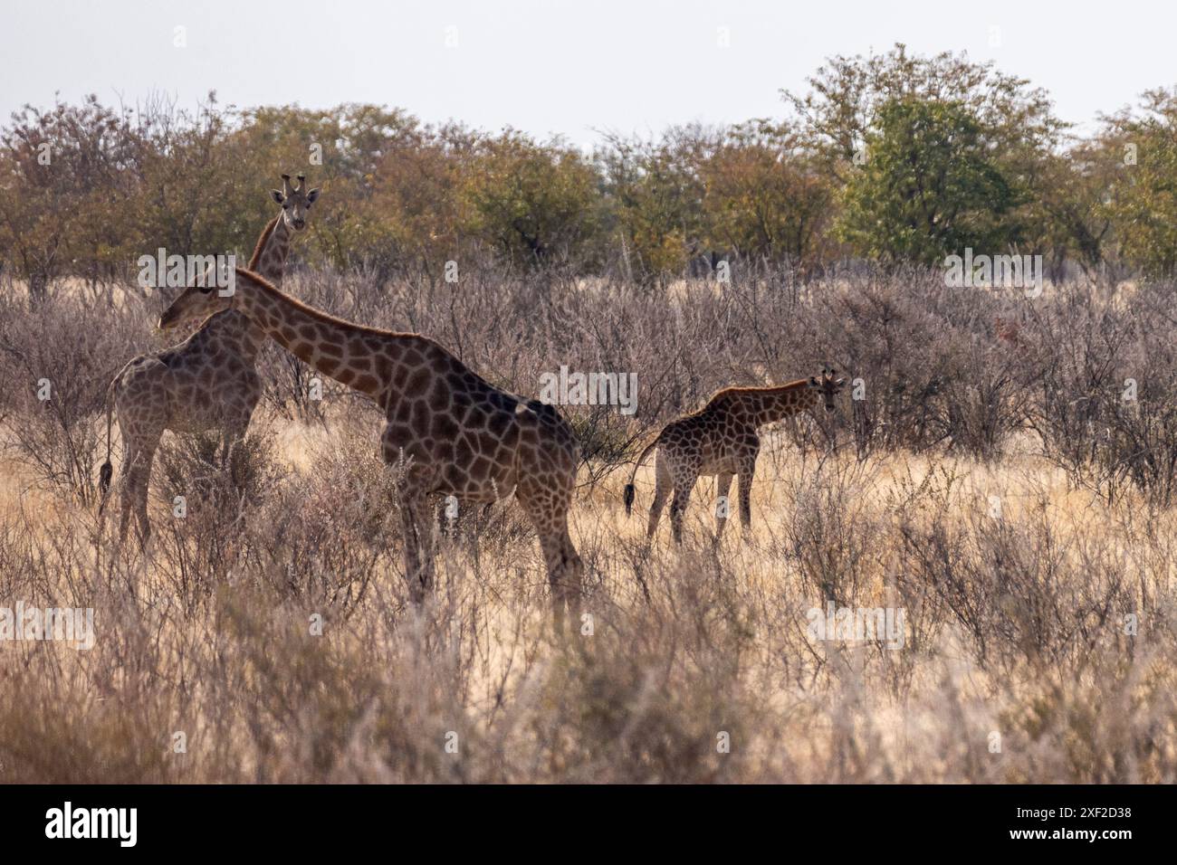A group of Angolan Giraffes -Giraffa giraffa angolensis- standing on ...