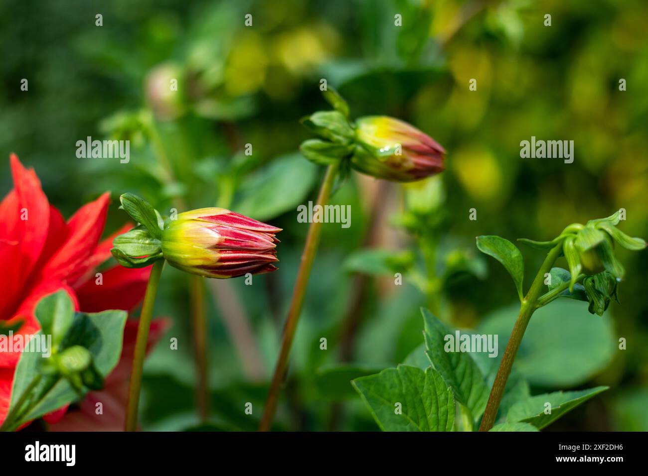 Once a dahlia plant has grown at least three sets of leaves, you'll see ...