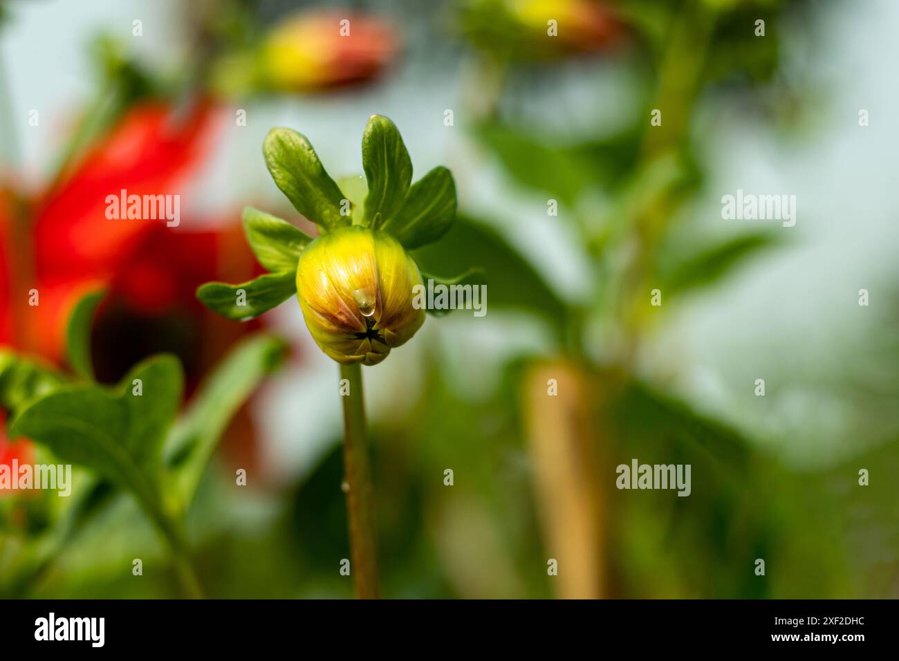 Single Dahlia into a beautiful bunch of flowers. Once a dahlia plant ...