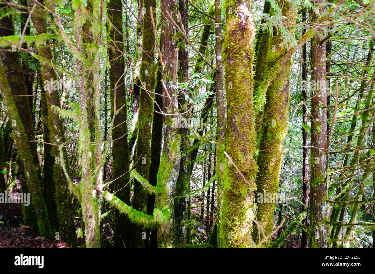 Ever green forest hi-res stock photography and images - Alamy