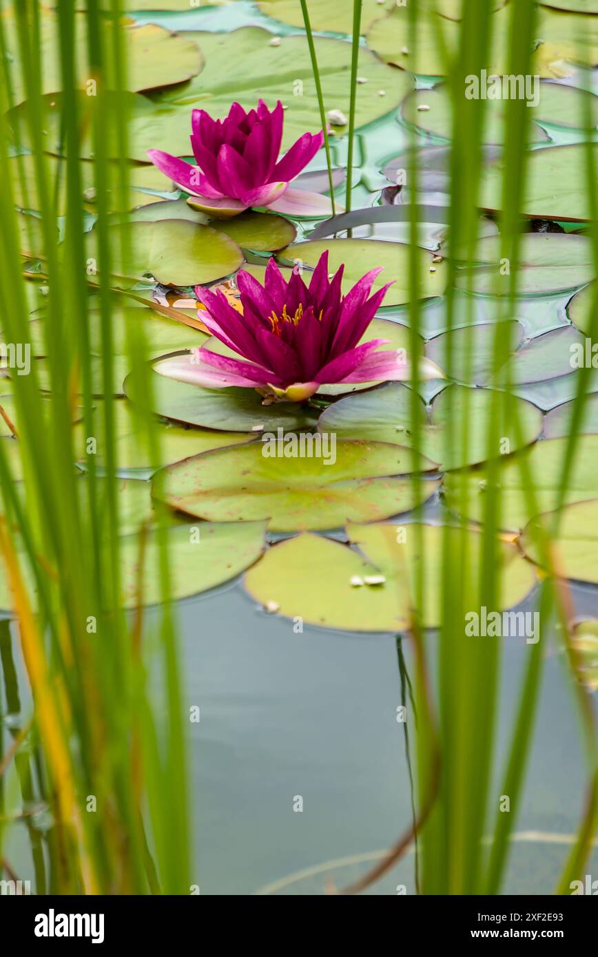 Pink water lilies and tall reeds stand out in the serene, sunlit pond ...