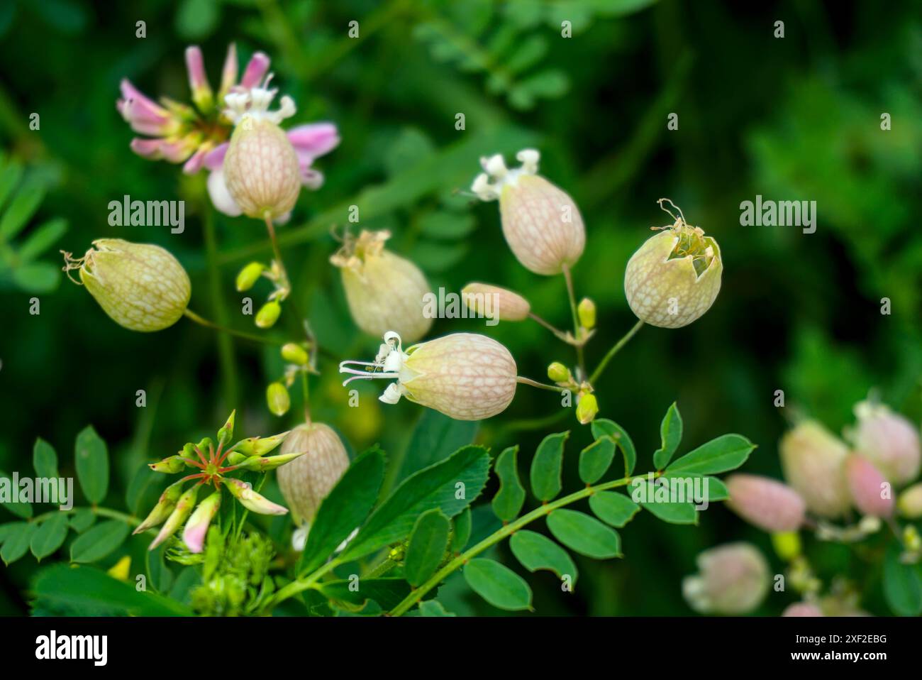 Balloon like buds hi-res stock photography and images - Alamy