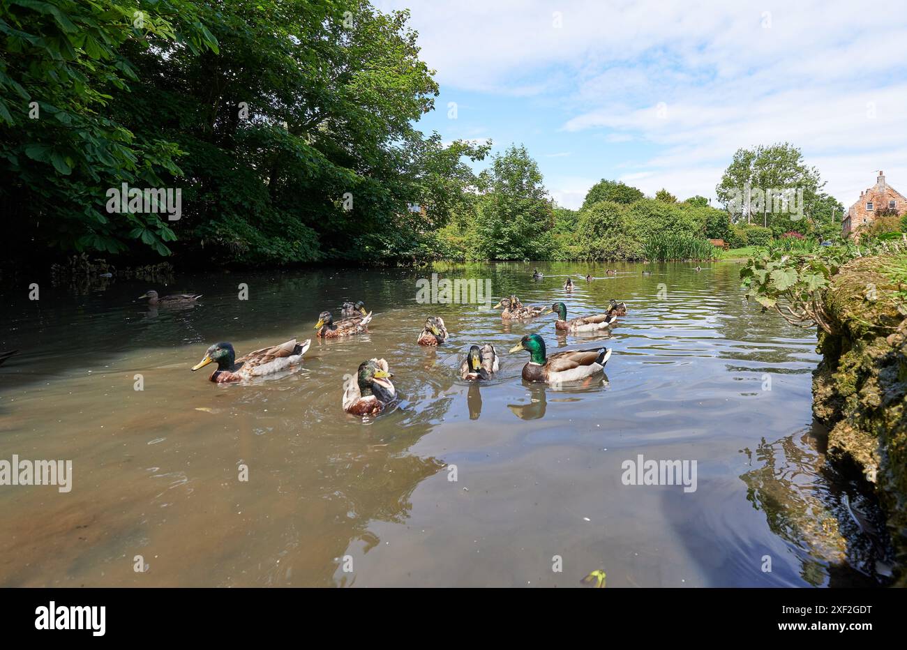 Quiet village duck pond in Old Hunstanton, Norfolk, UK Stock Photo - Alamy