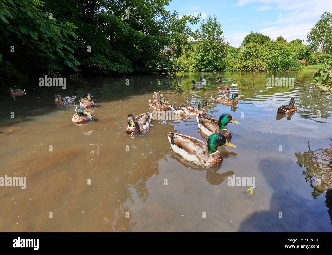 Quiet village duck pond in Old Hunstanton, Norfolk, UK Stock Photo - Alamy