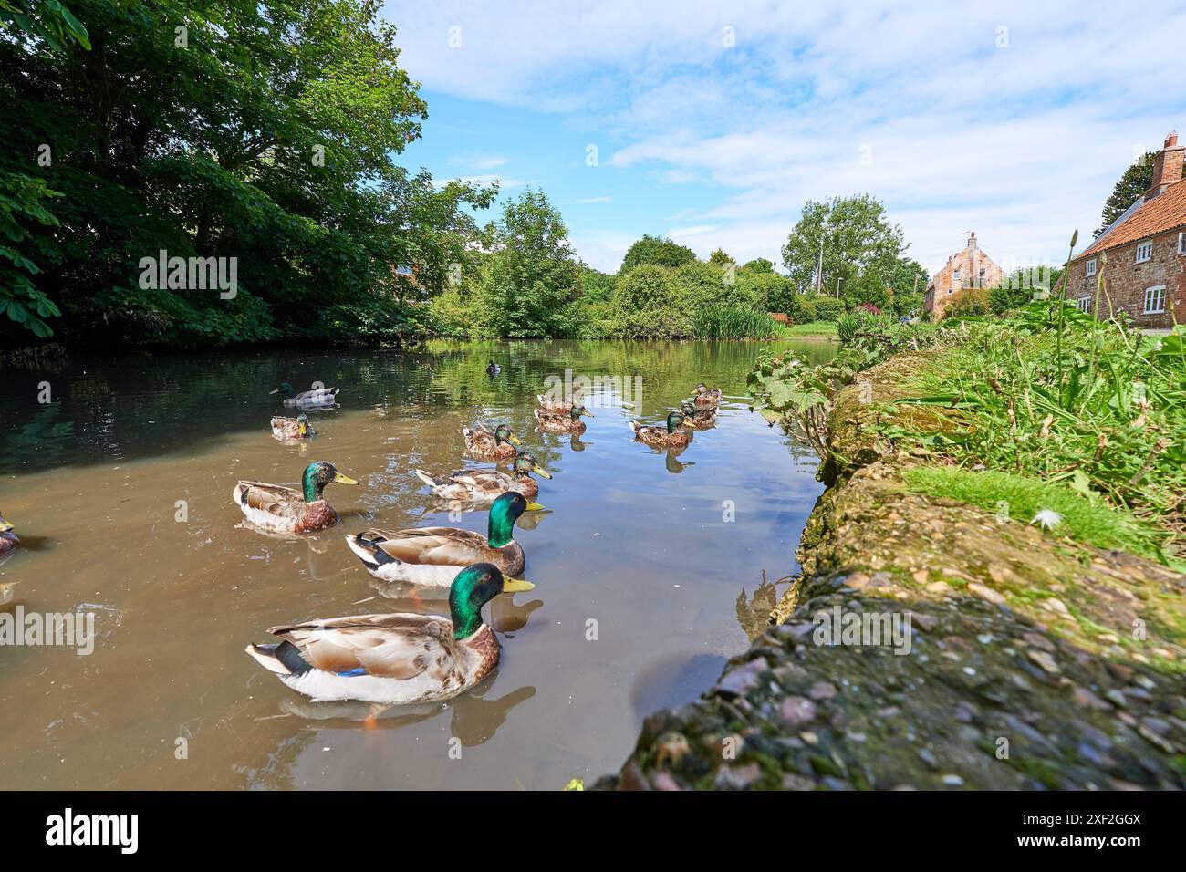 Quiet village duck pond in Old Hunstanton, Norfolk, UK Stock Photo - Alamy