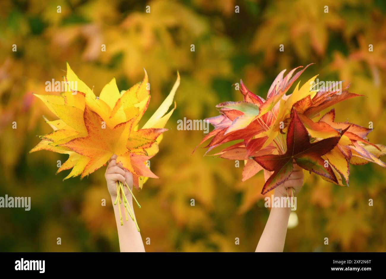 Child hands hold oak and maple leaf outdoor. Fall autumn foliage ...