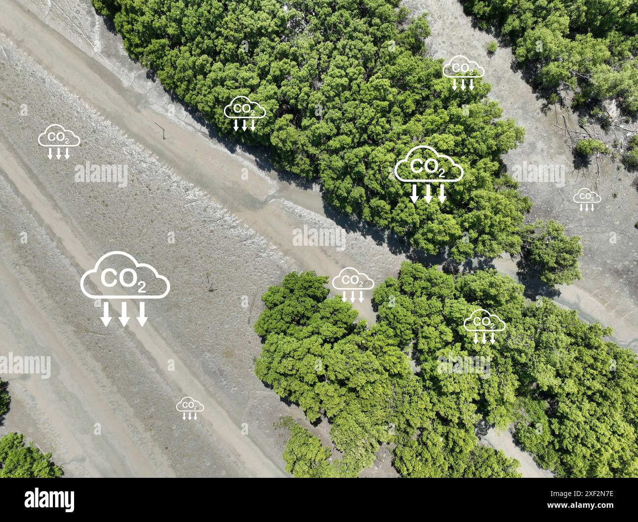 Carbon capture concept. Natural carbon sinks. Mangrove trees capture ...