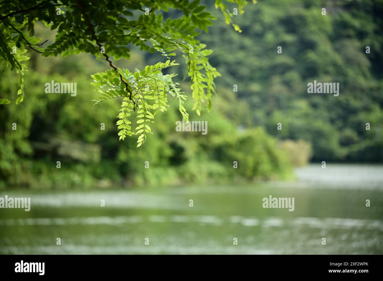 A verdant lake nestled amidst mountains, its waters reflecting the lush greenery of sun-dappled ...
