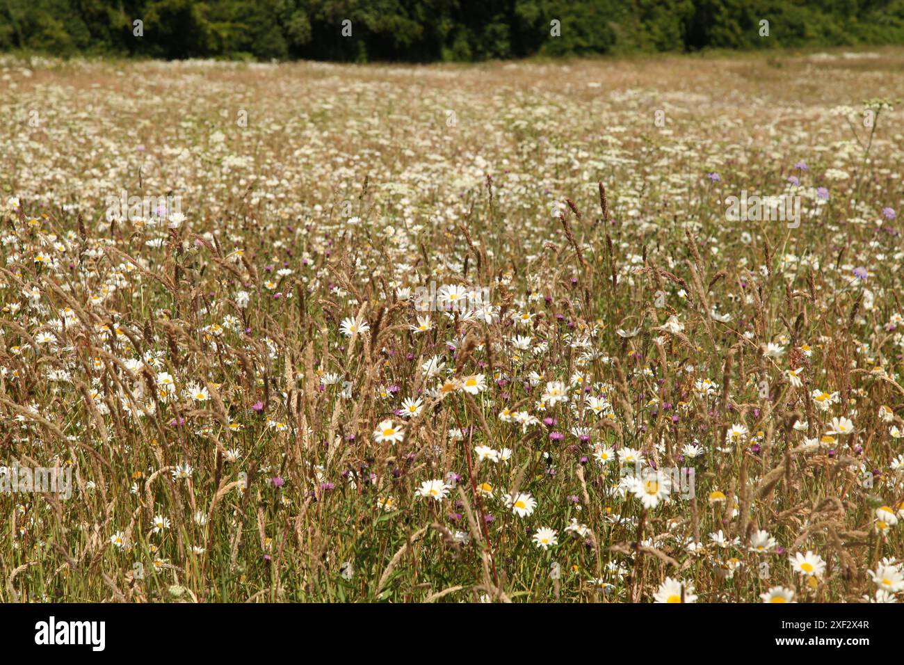 OXEYE DAISY, Leucanthemum vulgare, moon daisy, mayweed, Langley Vale ...