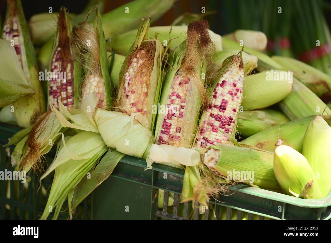 Waxy corn, also known as glutinous corn, is a special type of corn ...