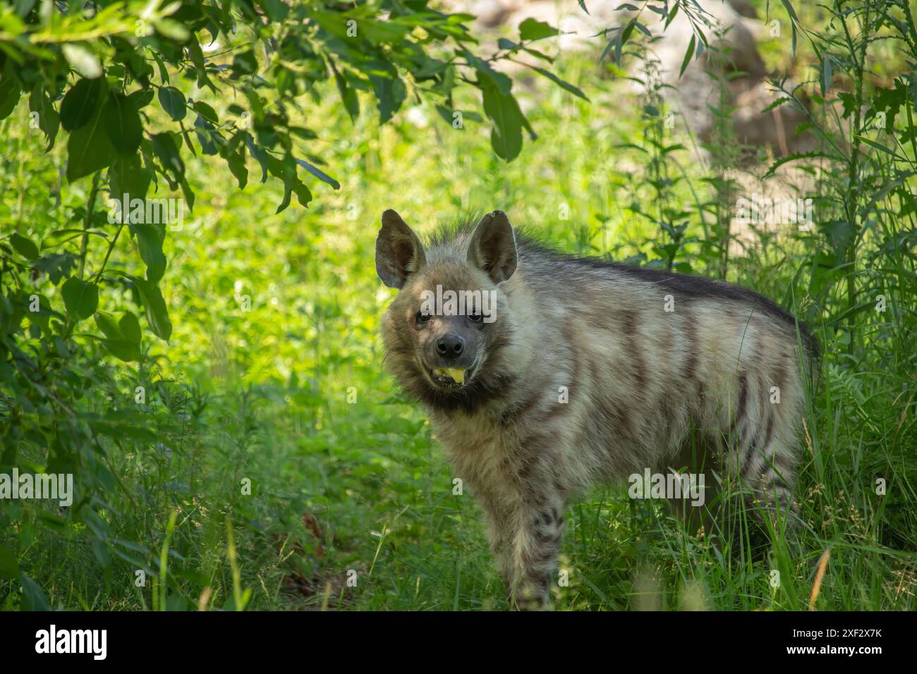 Striped hyena (Hyaena hyaena) with food in mouth Stock Photo - Alamy