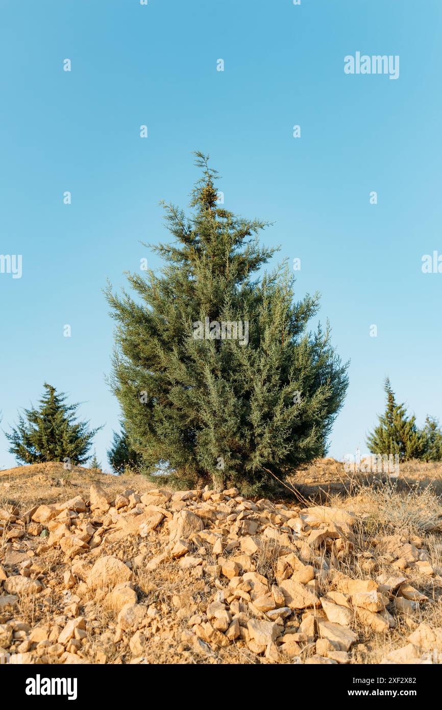 Trees on the side of a mountain trail Stock Photo - Alamy
