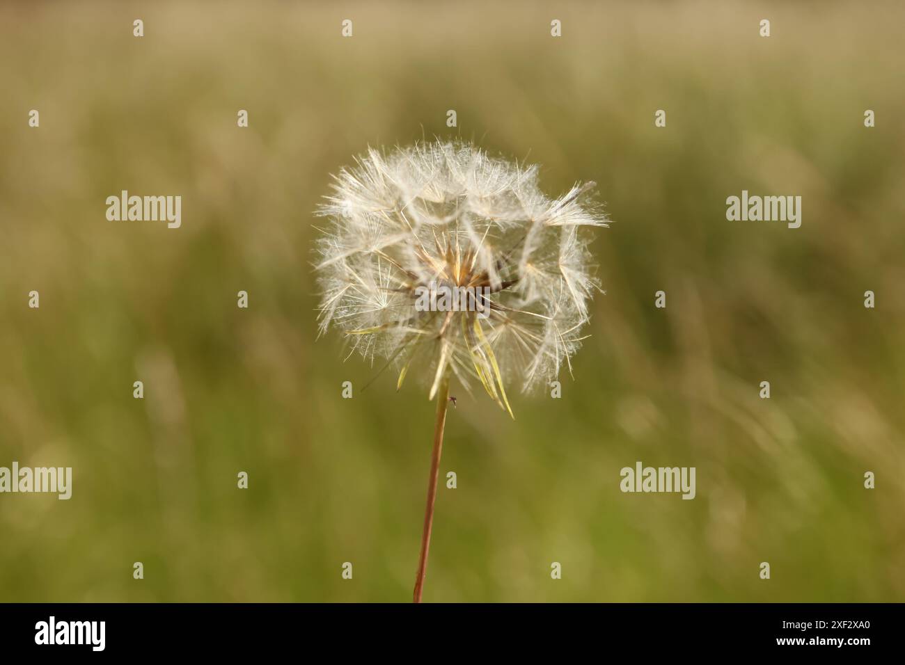Large fluffy white Salsify dandelion seed head or clock in British ...