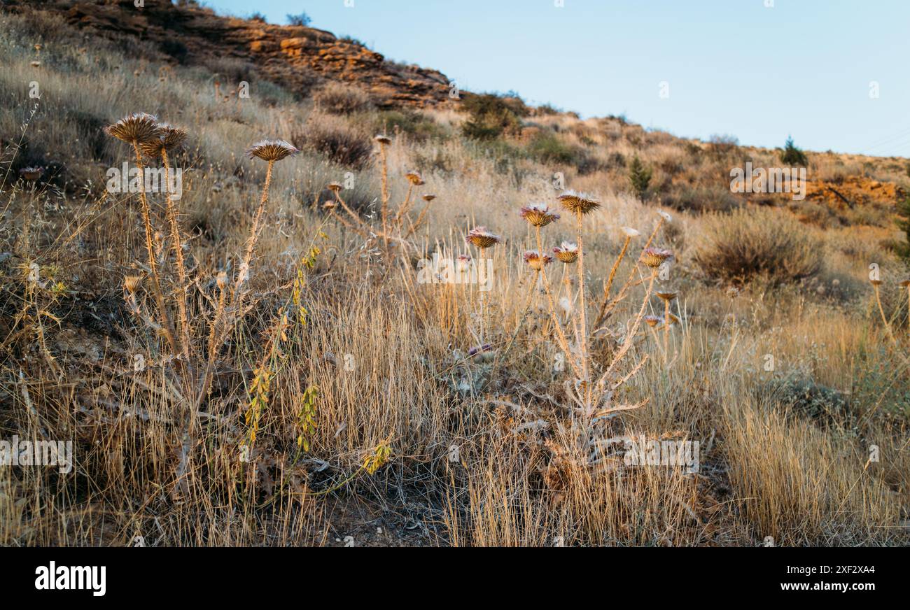 Cotton like species hi-res stock photography and images - Alamy