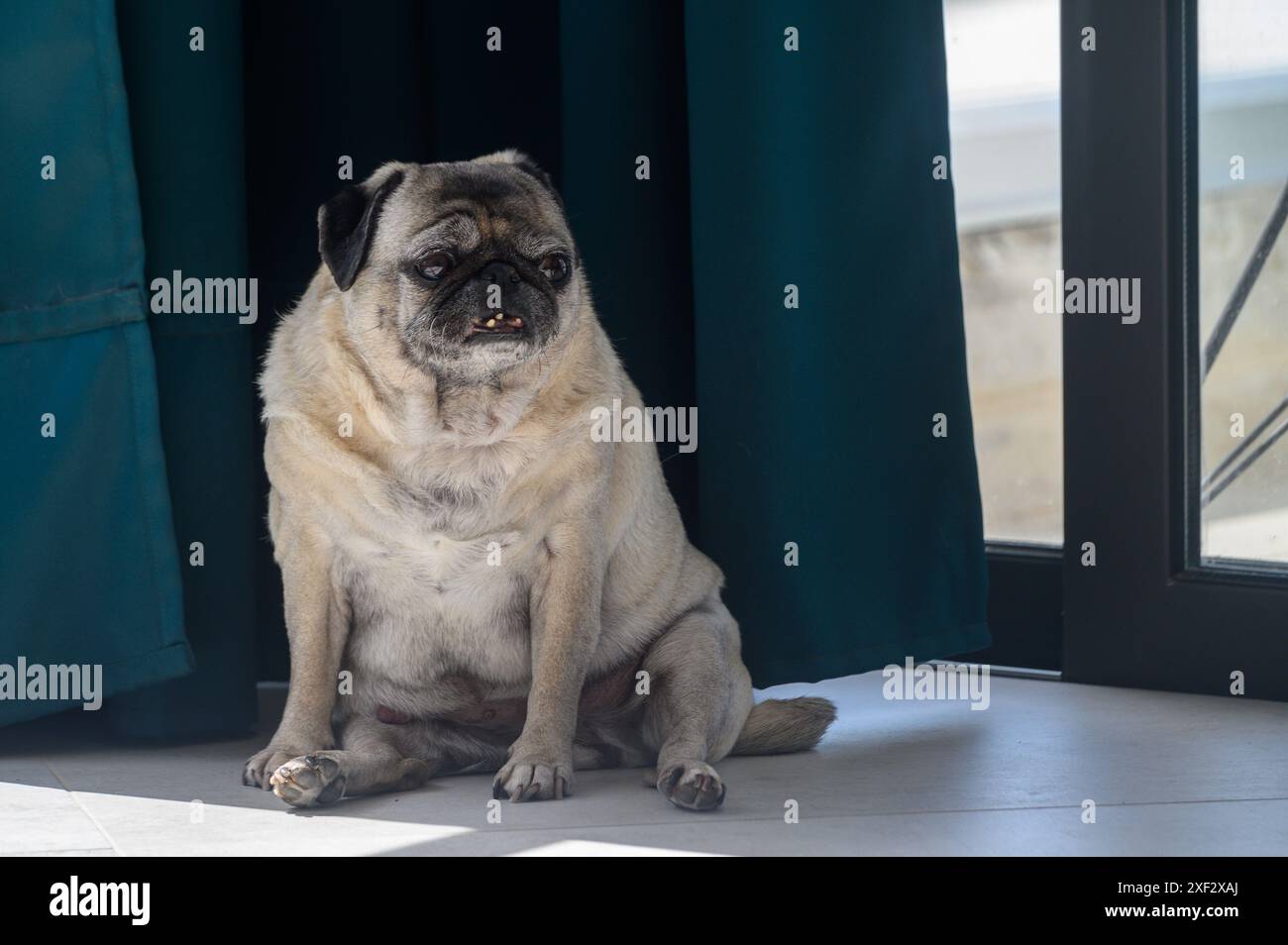 Wide-angle POV portrait of cute Puck dog Stock Photo - Alamy
