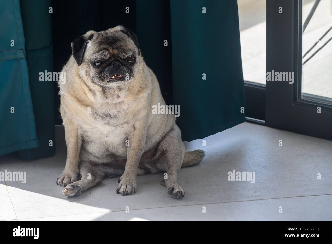 White fat lovely pug dog hi-res stock photography and images - Alamy