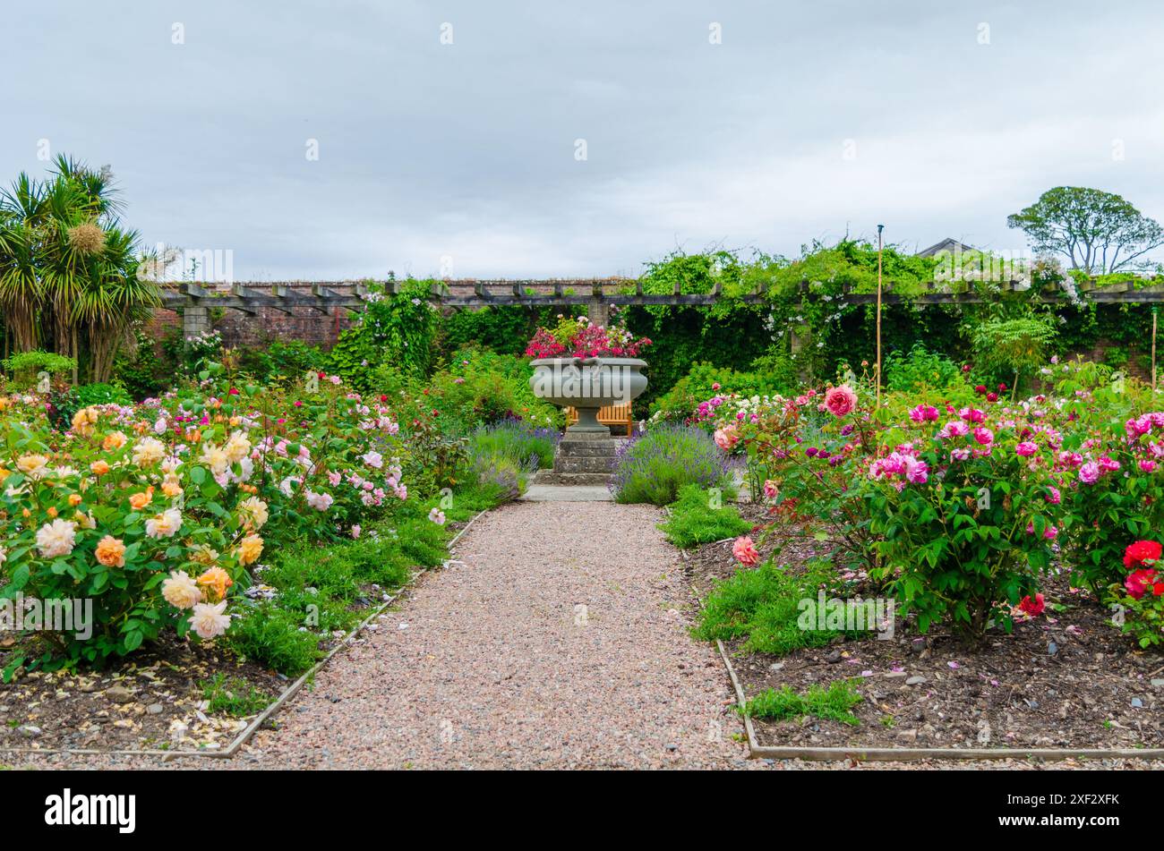 Newtownards County Down Northern Ireland June 25 2024 - The rose garden ...