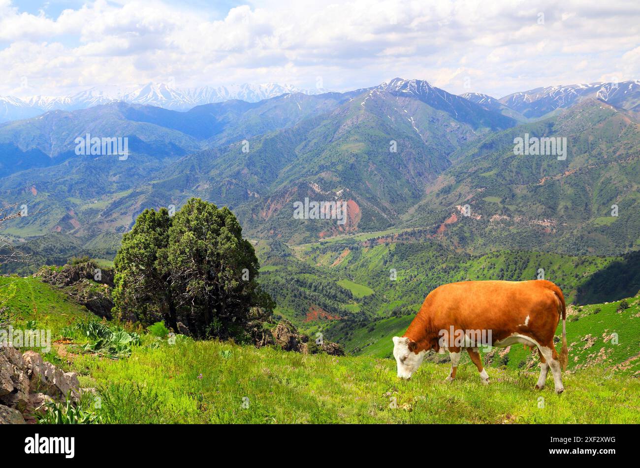 Cow grazing in a mountain meadow in Chimgan mountains, Tashkent region ...