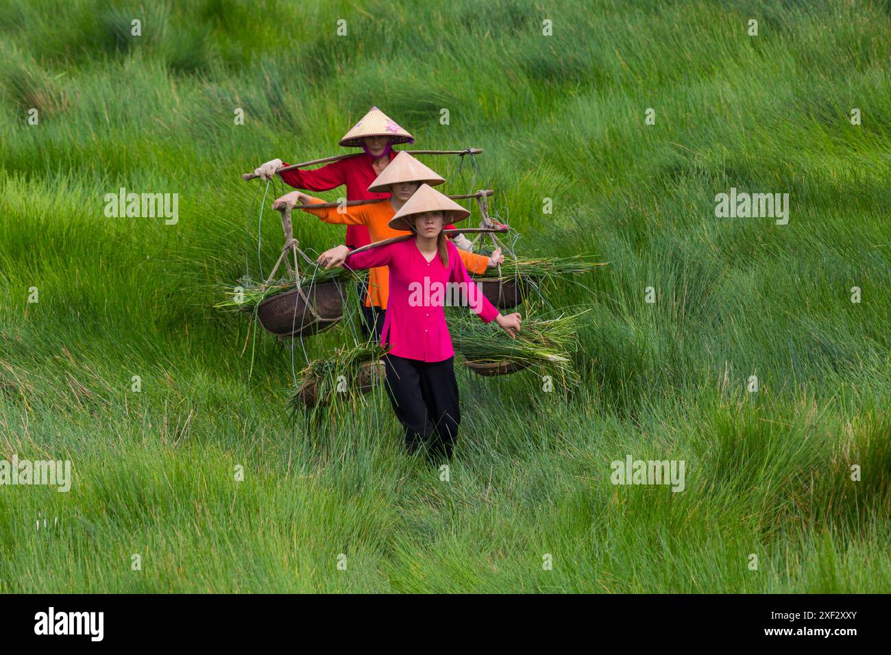 Dry grass mats hi-res stock photography and images - Alamy