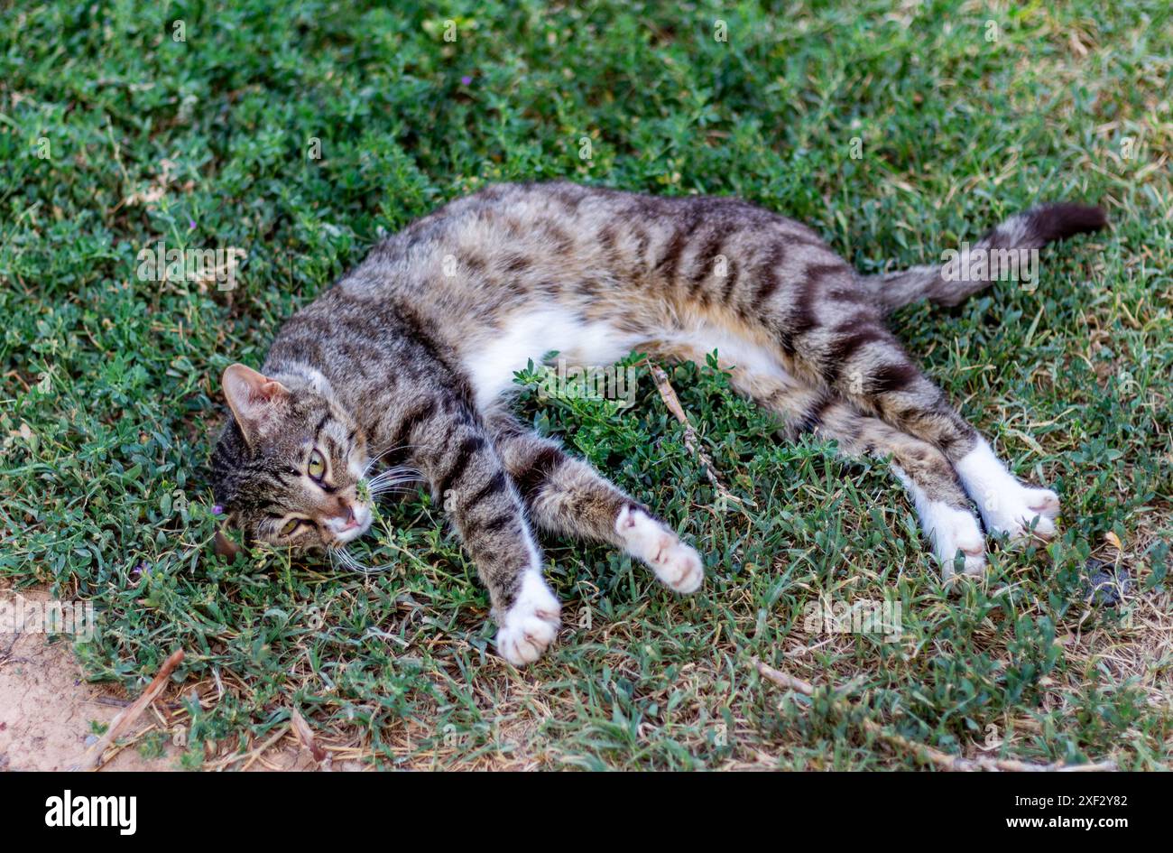 Stray animal photos hi-res stock photography and images - Alamy