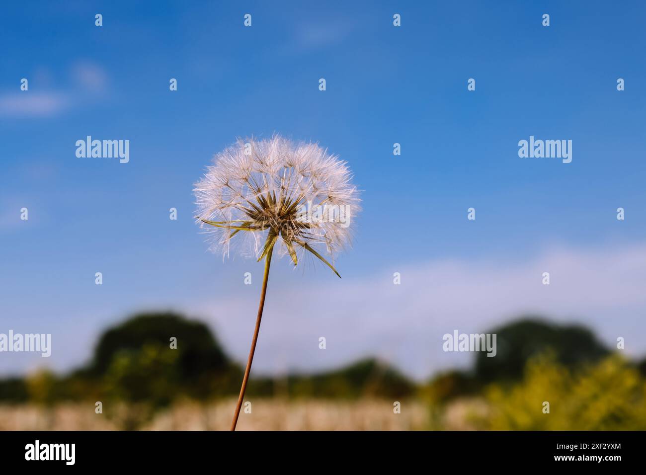 Large fluffy white Salsify dandelion seed head or clock in British ...