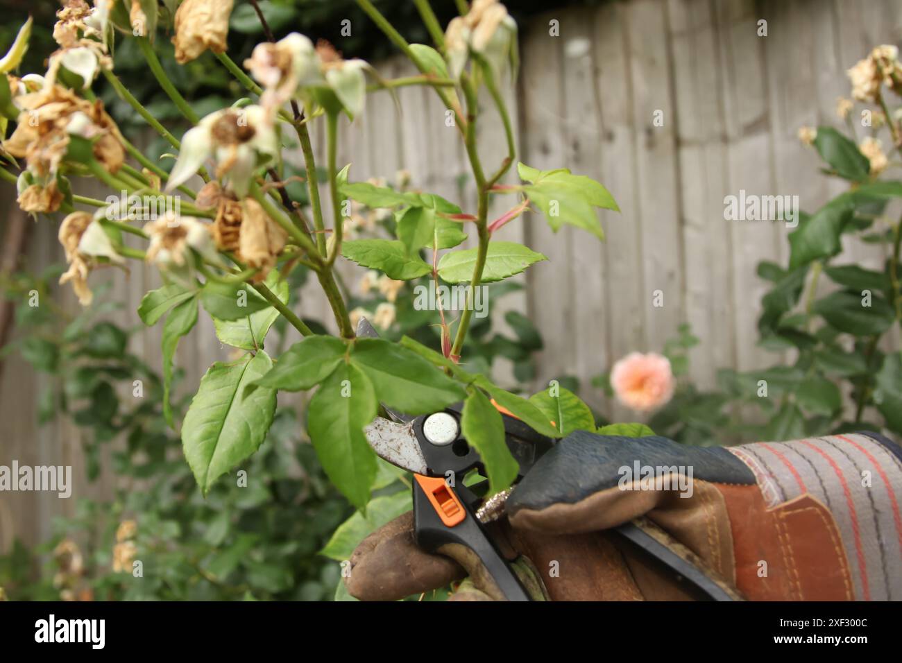 Dead heading roses on rose bush with pruning secateurs in British ...