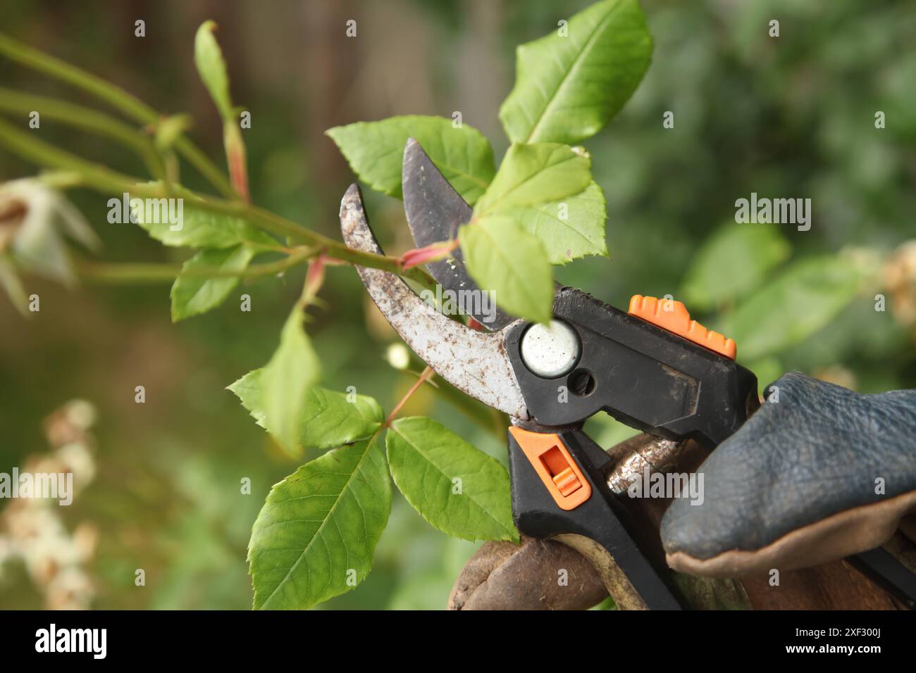 Dead heading roses on rose bush with pruning secateurs in British ...