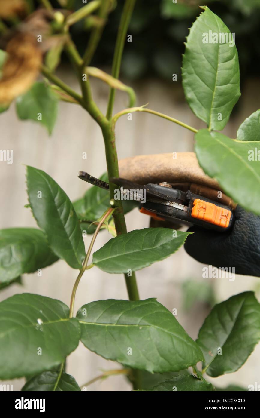 Dead heading roses hi-res stock photography and images - Alamy