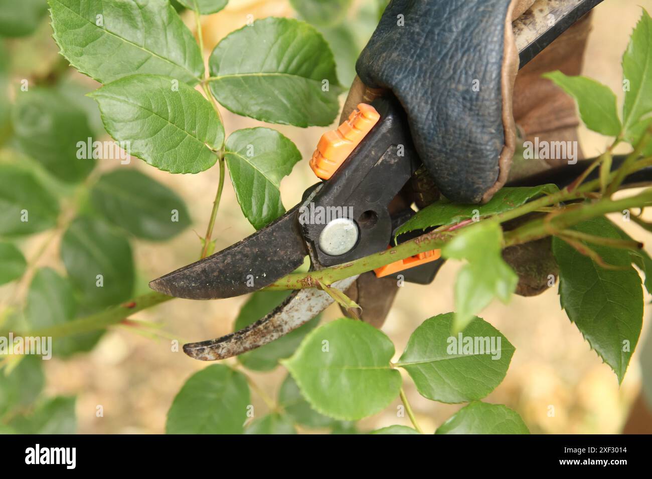 Dead heading roses on rose bush with pruning secateurs in British ...