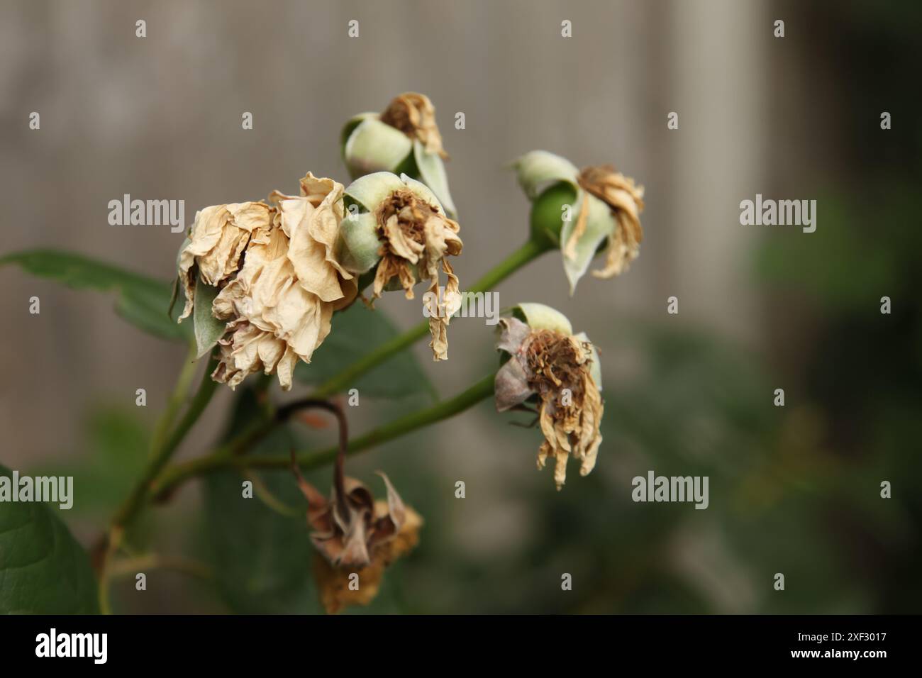 Dead heading roses on rose bush with pruning secateurs in British ...