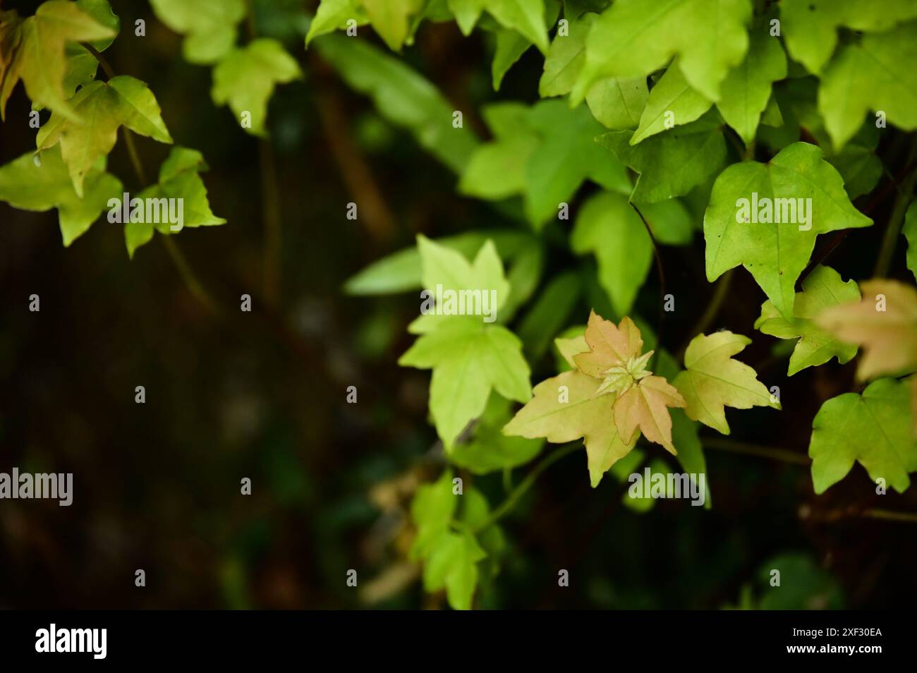 In the dim evening light without sunlight, the green leaves of outdoor ...