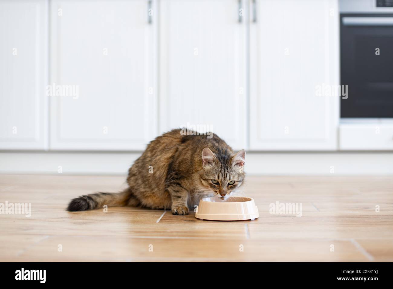 Tabby cat indoor setting hi-res stock photography and images - Alamy