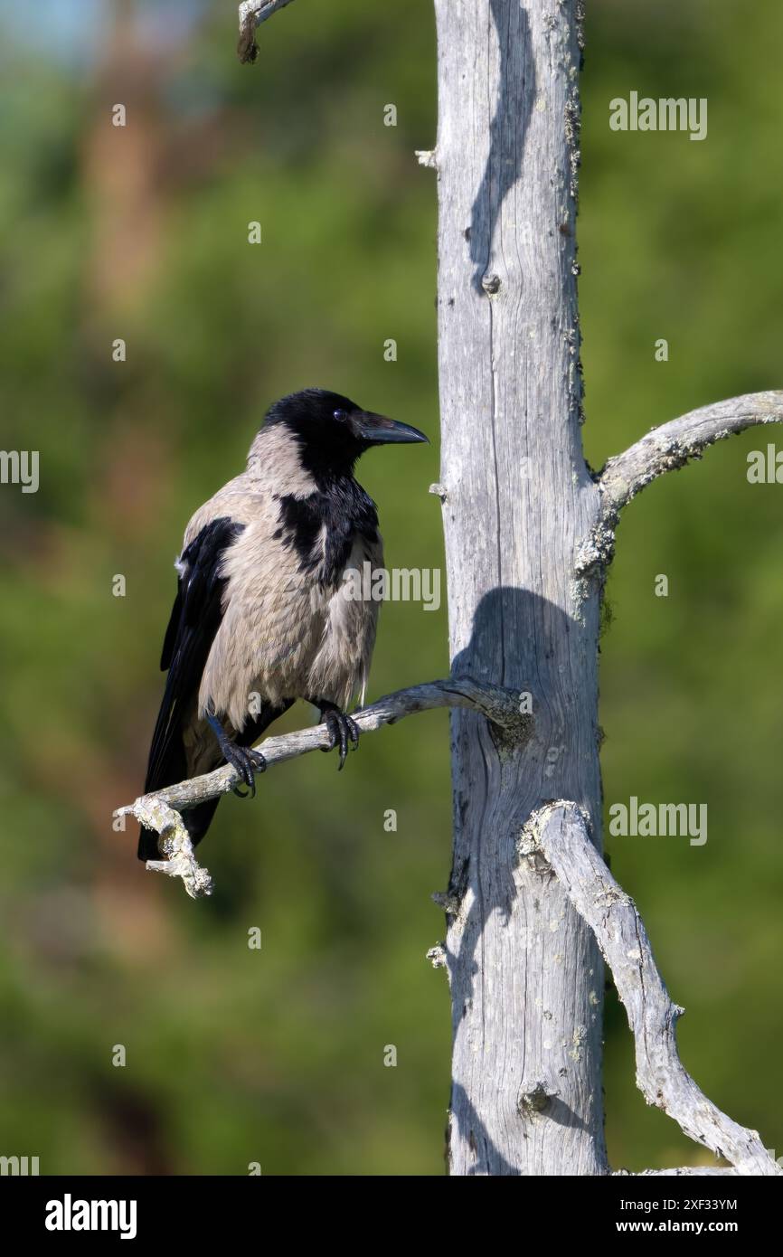 Hooded Crow resting on the branch, Corvus cornix Stock Photo - Alamy