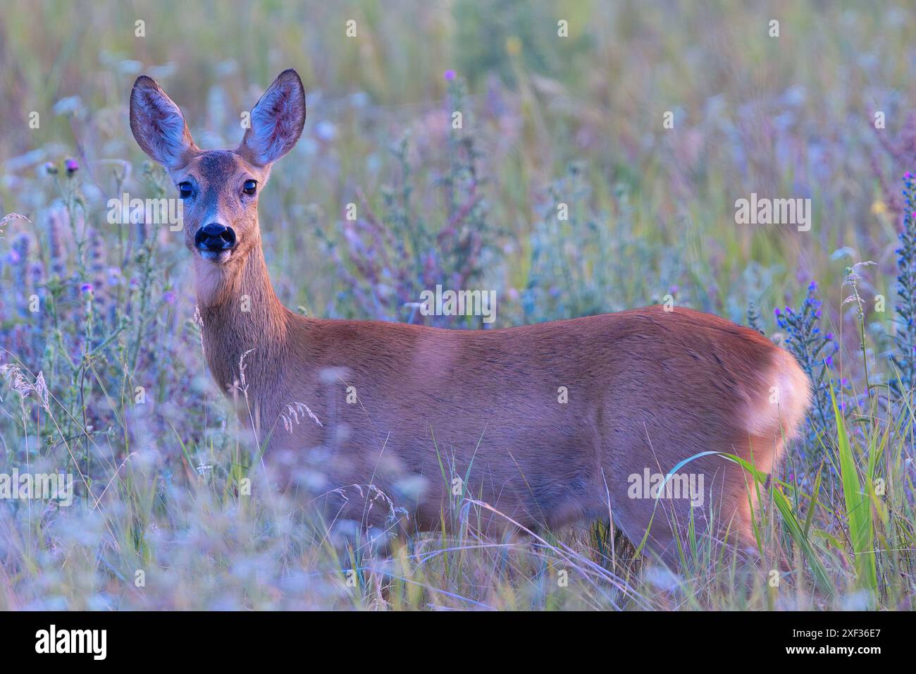 curious roe deer doe looking at the camera (Capreolus capreolus, female), animal in natural ...