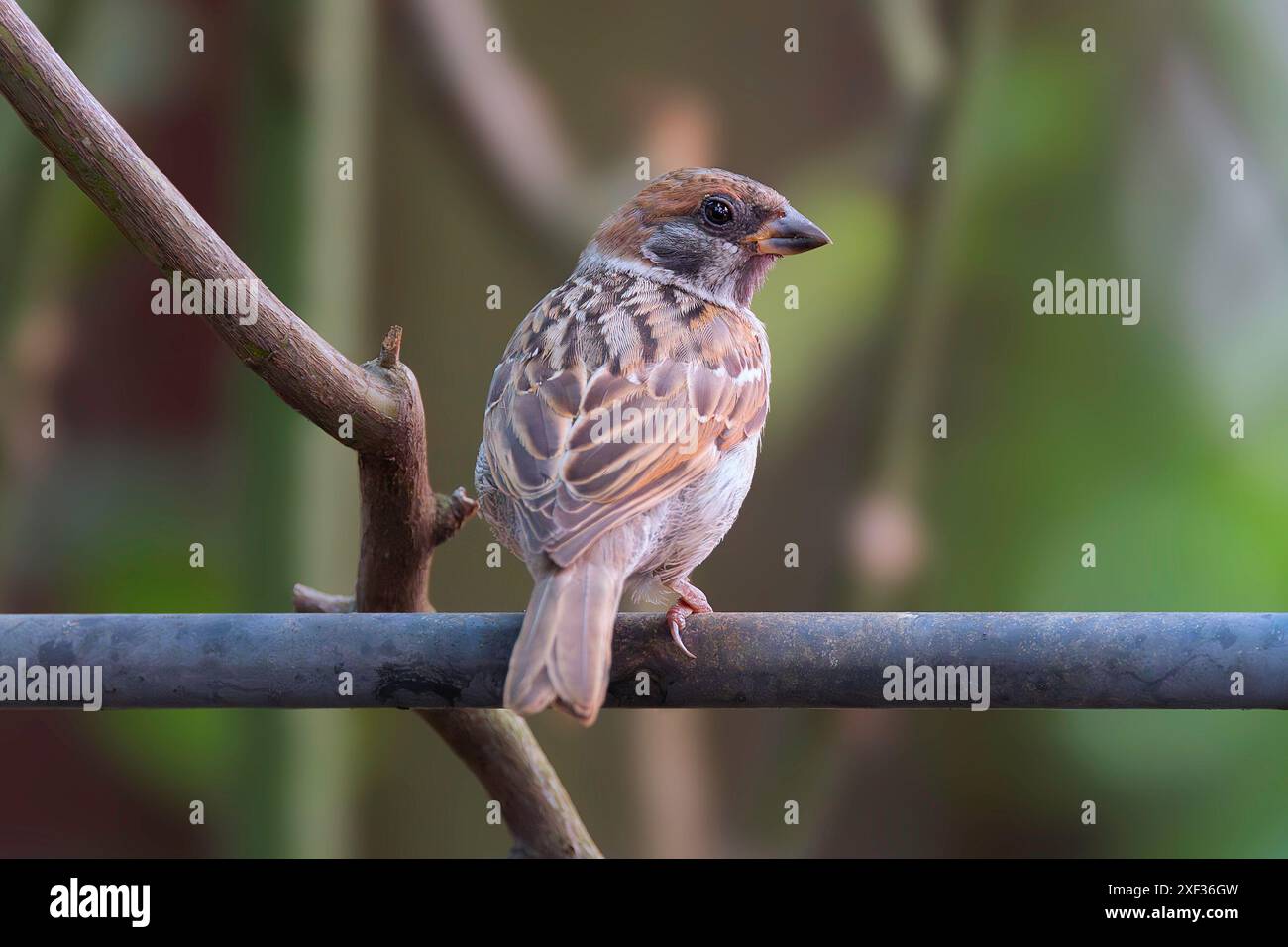 female tree sparrow in the garden,, bird sitting on metallic fence ...