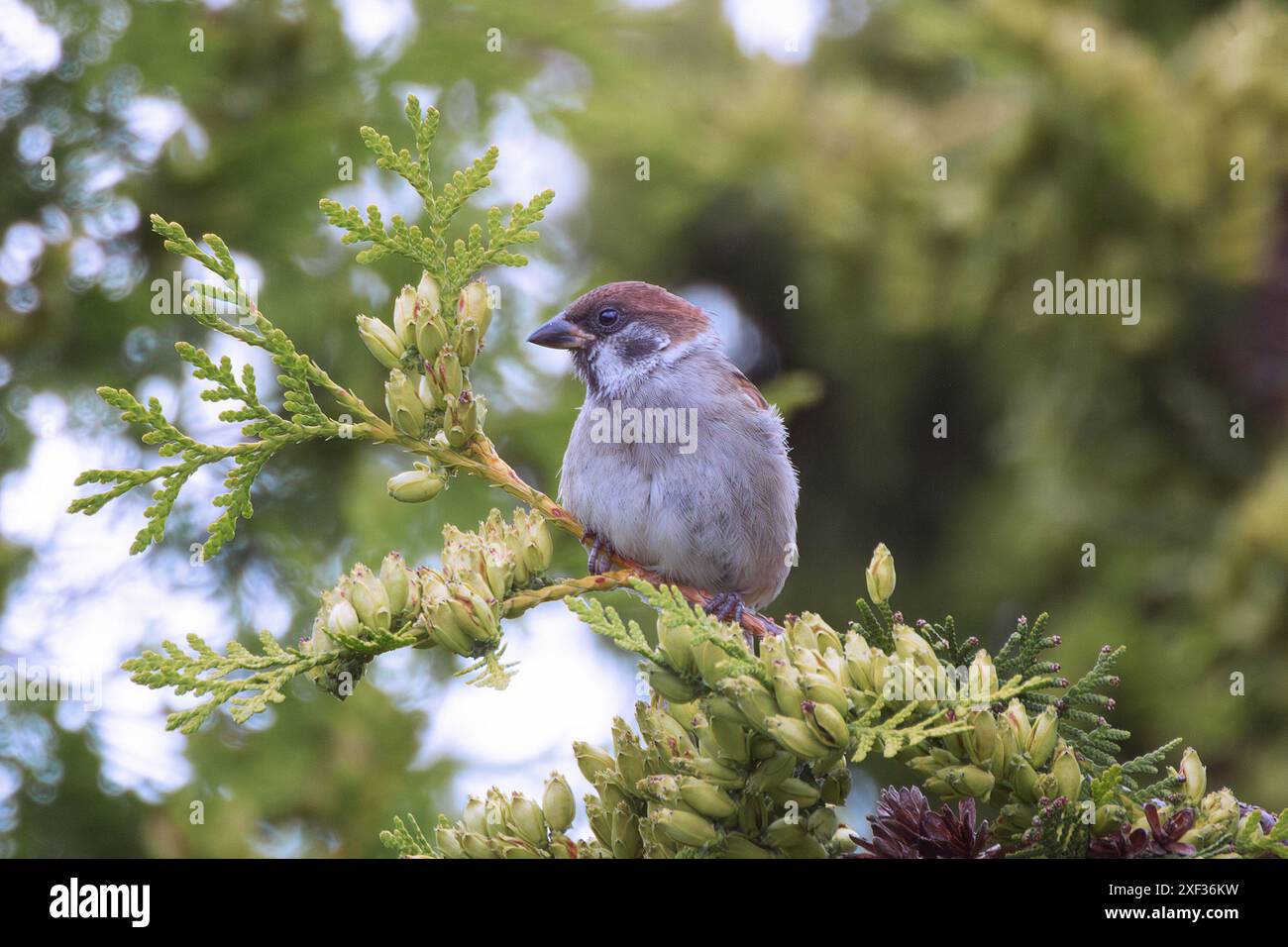 Juvenile tree sparrow hi-res stock photography and images - Alamy