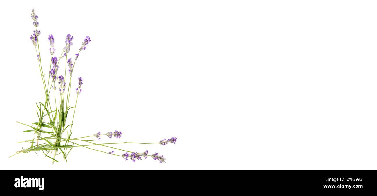 Sprigs of lavender arranged in corner on a white background. The stems ...