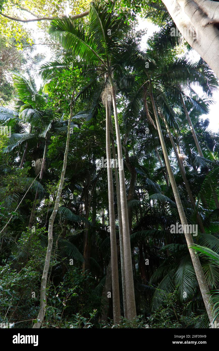 A lush semi tropical rainforest located in Cooyar, Queensland ...