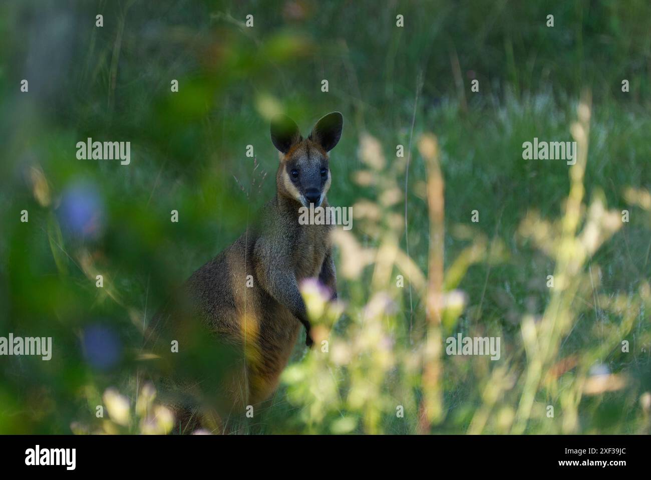 A red-necked wallaby is standing in a grassy area with tall grass and ...