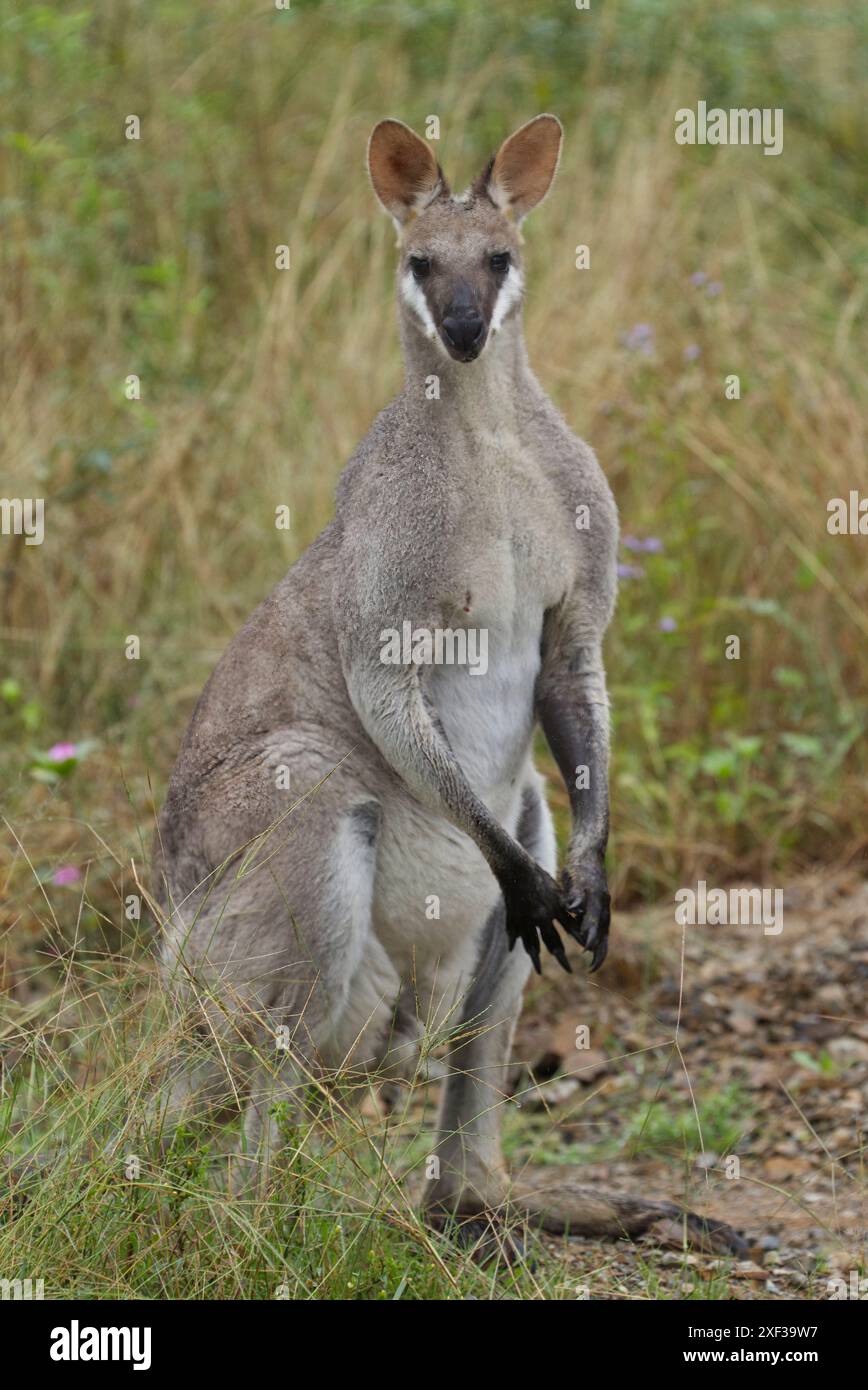 A adult male whiptail wallaby (Macropus parryi), also known as the ...