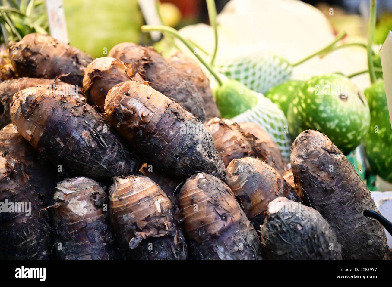 Significance of root size hi-res stock photography and images - Alamy