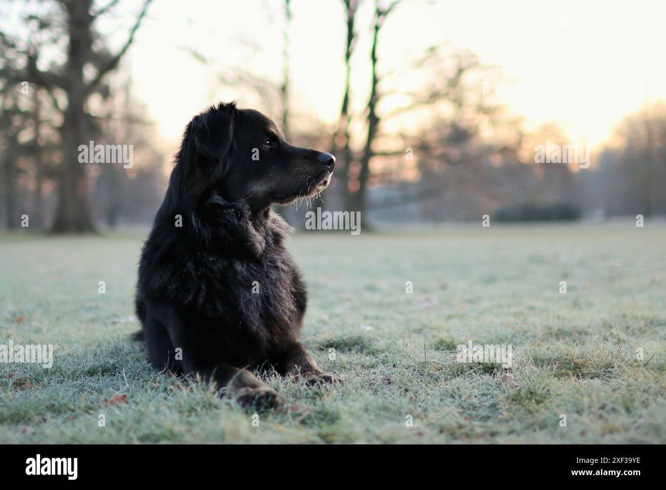 Lying black dog enjoying the golden hour outside in the forest ...