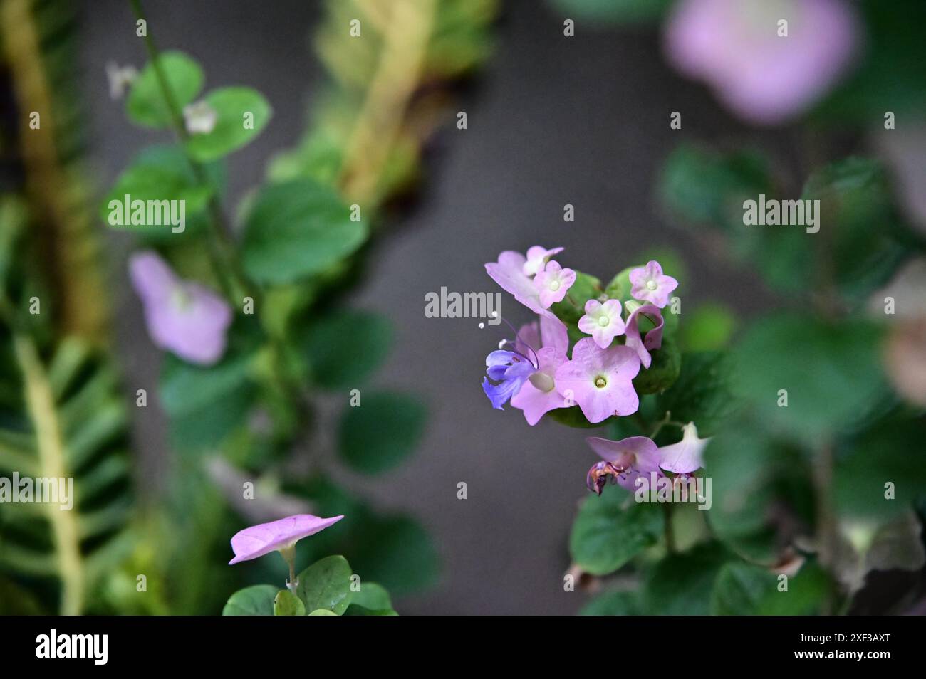 Karomia speciosa, native to East Africa and Madagascar, thrives ...