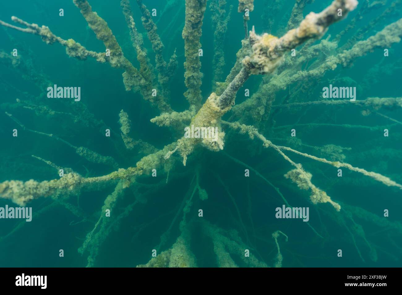 Underwater photo at the Rummu quarry, a tree growing under water Stock ...